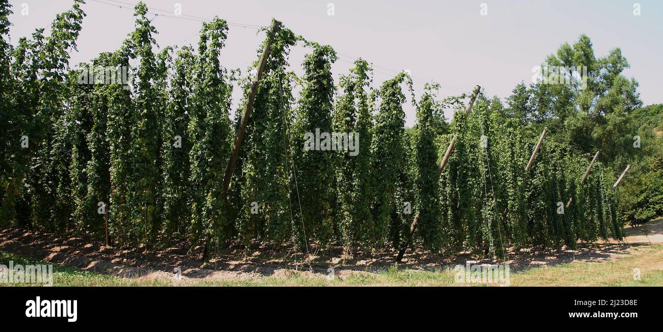Spalt - Hopfengarten / Spalt - Hop garden Stock Photo - Alamy