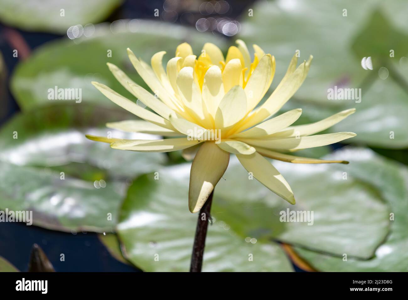 Close up of a nymphaea thalia water lily in bloom Stock Photo - Alamy