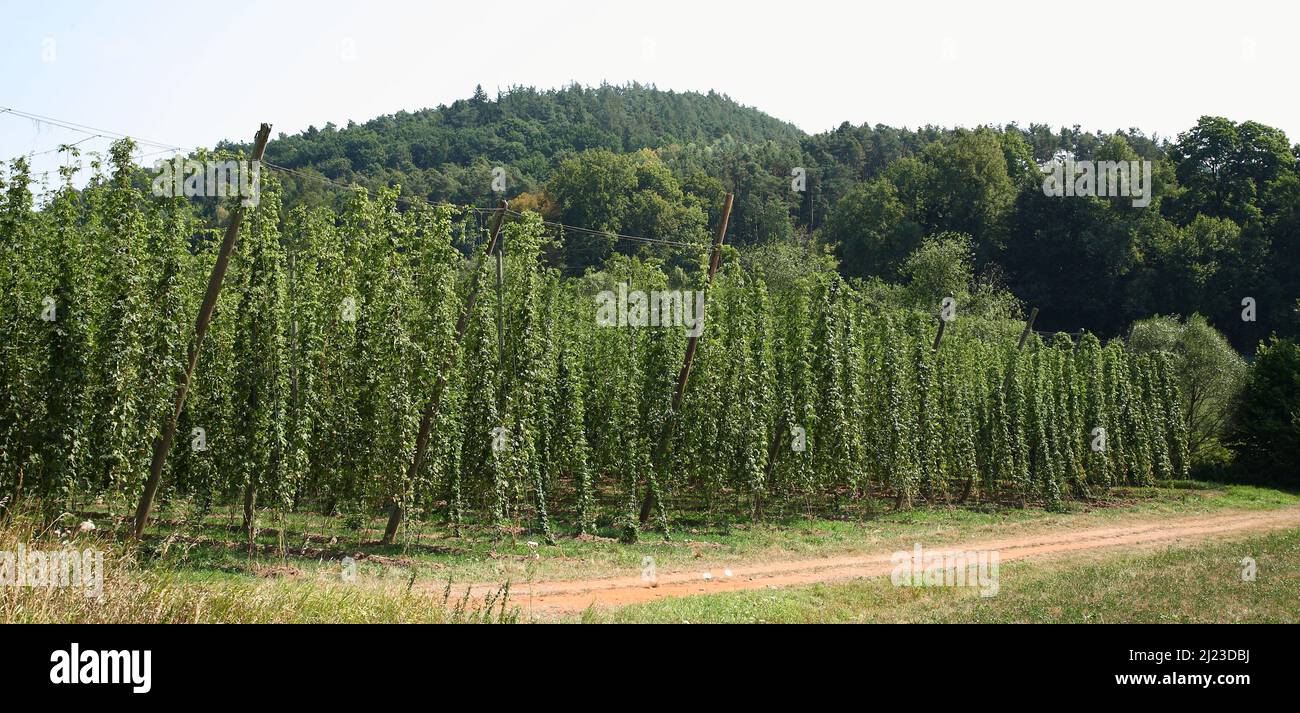 Spalter Hills High Resolution Stock Photography and Images - Alamy