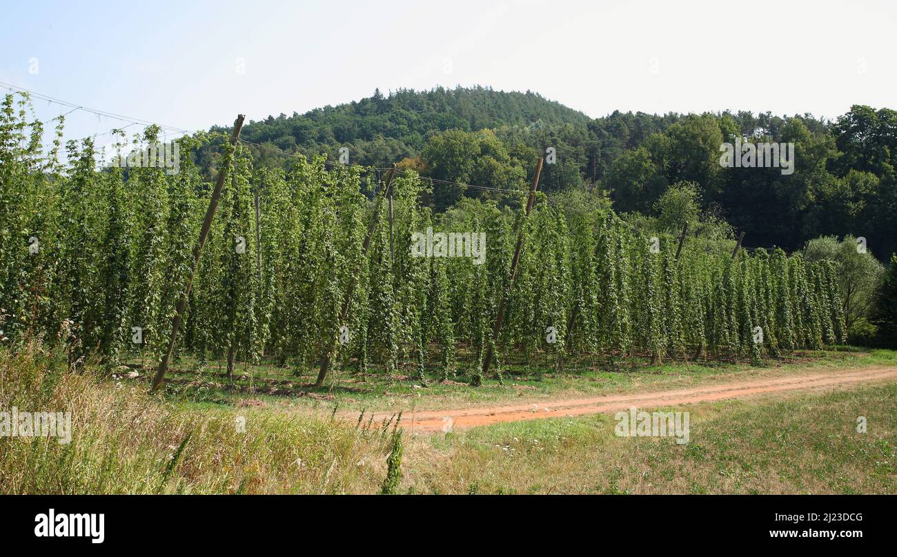 Hopfengarten hi-res stock photography and images - Alamy