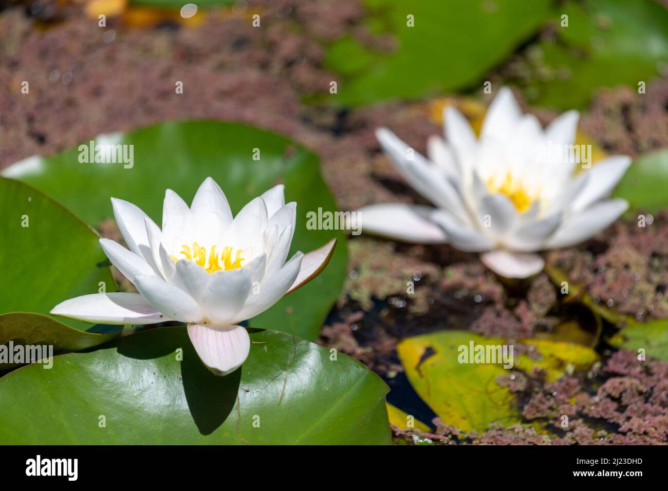 Close up of white water lilies (nymphaea odorata) in bloom Stock Photo - Alamy