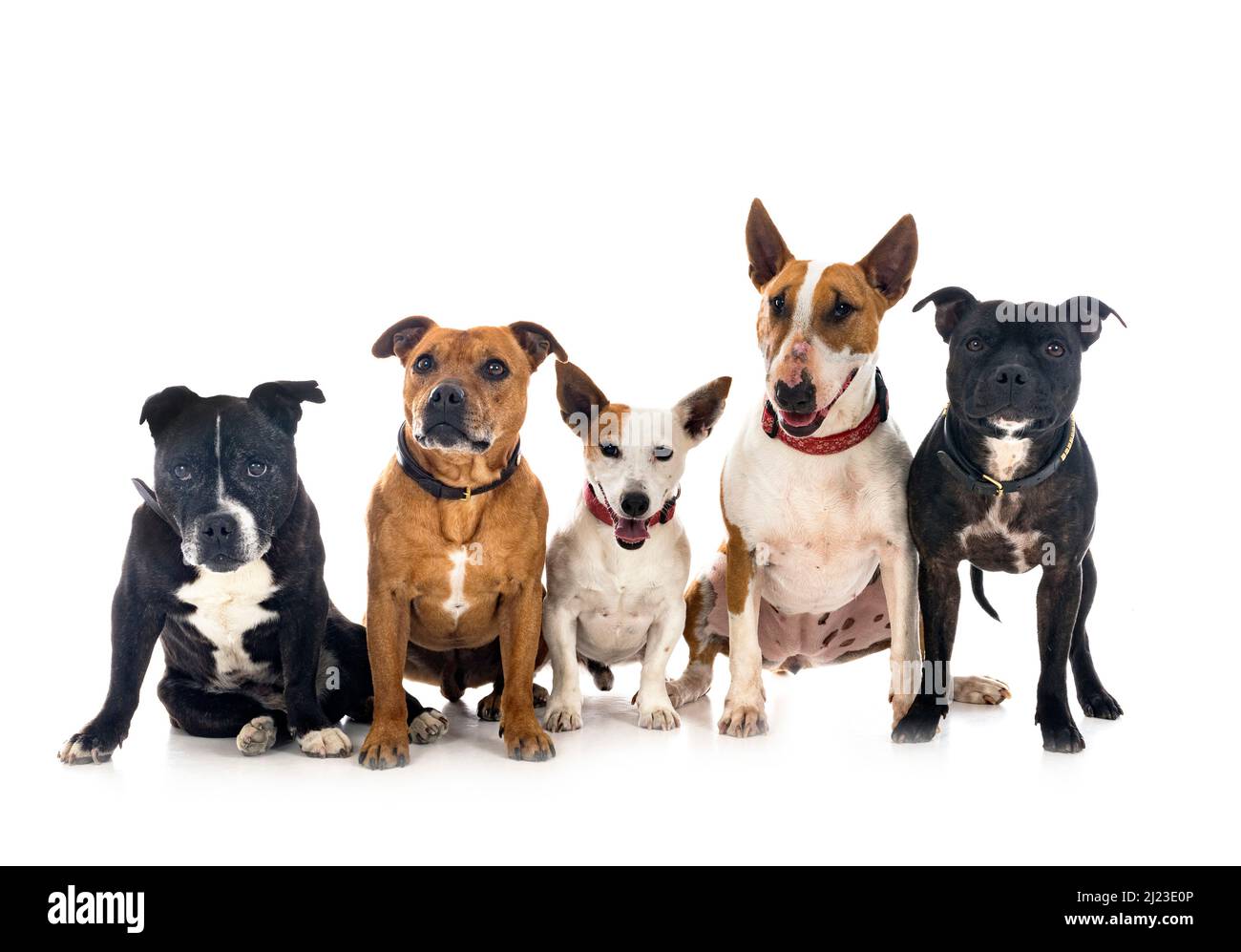 five dogs in front of white background Stock Photo - Alamy