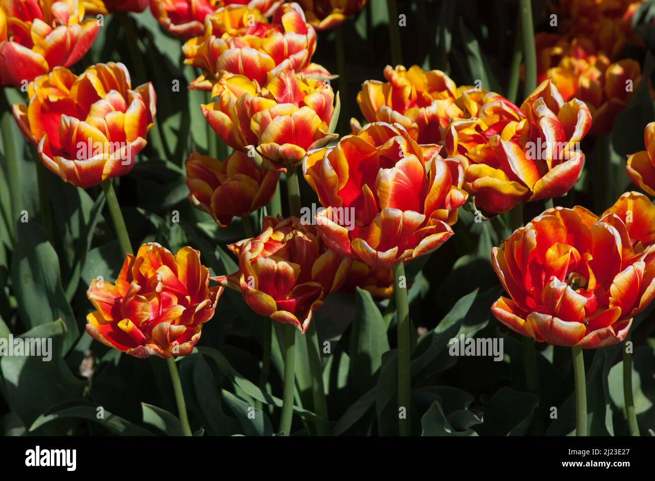 Tulips 'Cilesta' in Holland Stock Photo - Alamy