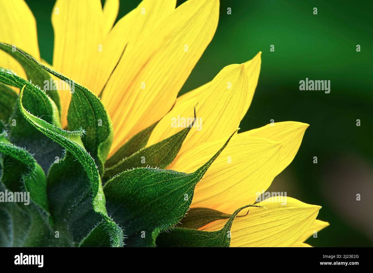The partial underside of a Common Sunflower blossom (Helianthus annuus ...