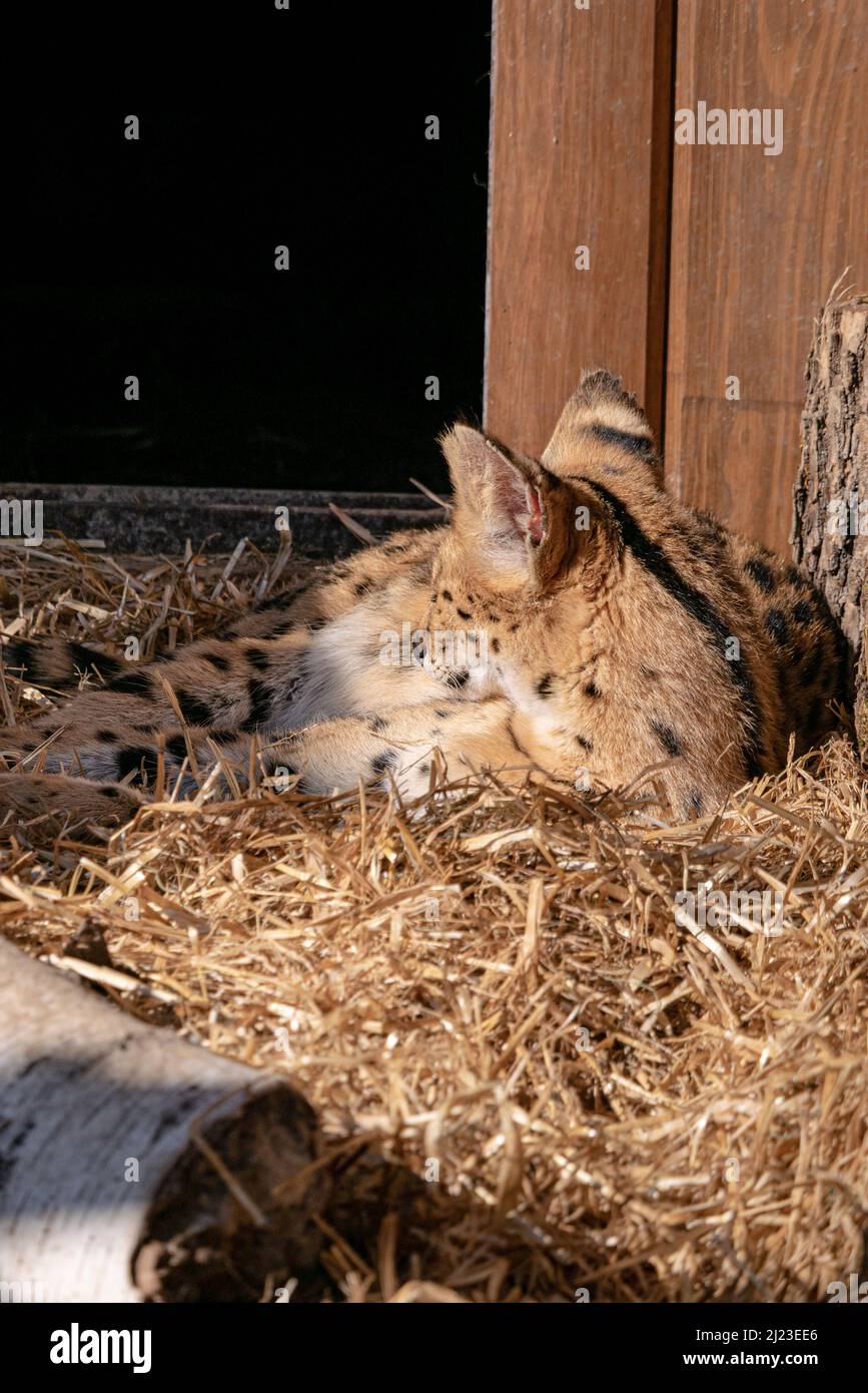 Serval lying hi-res stock photography and images - Alamy