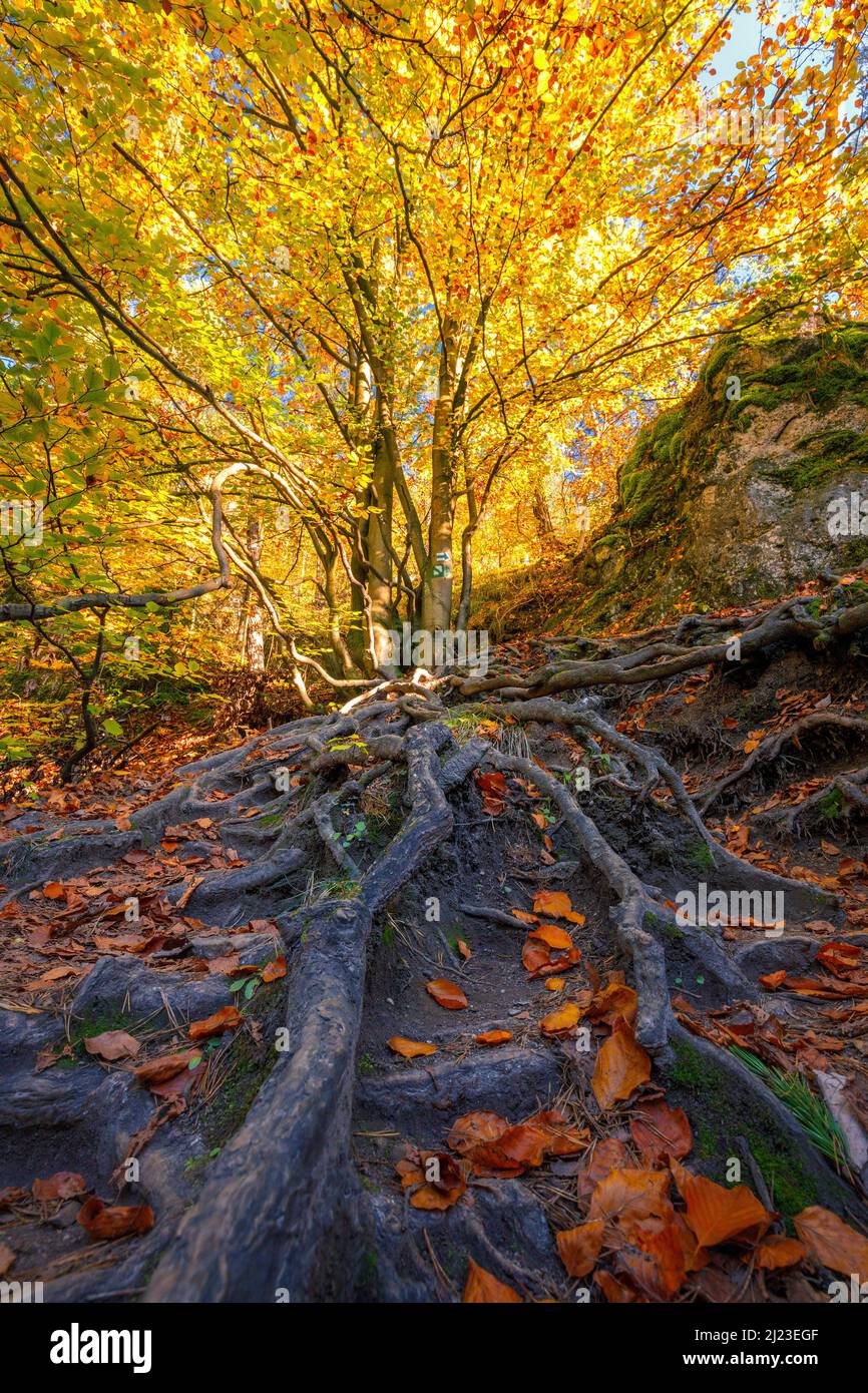 Tree with great roots in autumn colors. The Sulov Rocks National Nature ...