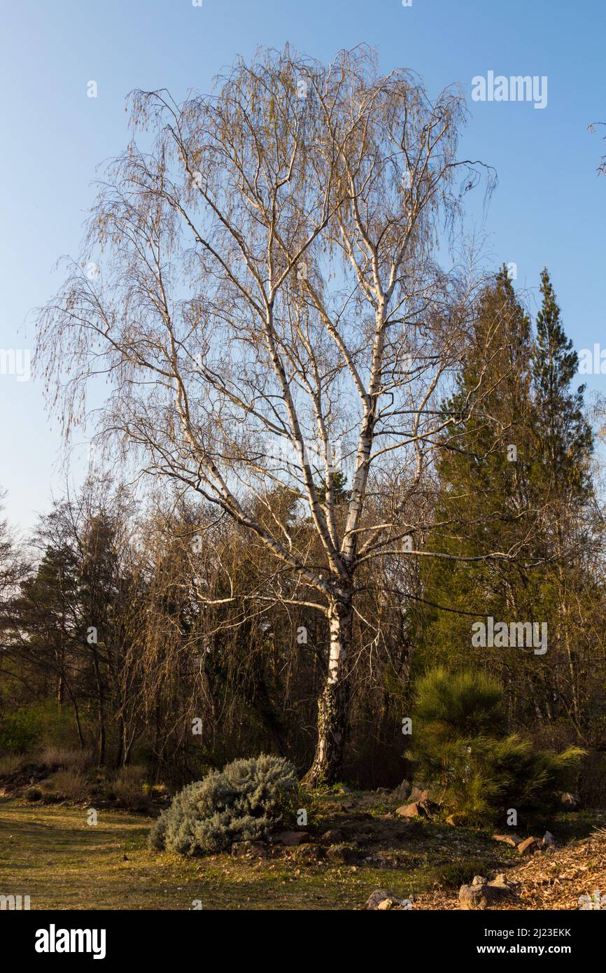 European white birch (Betula pendula) tree in early spring, Hungary ...