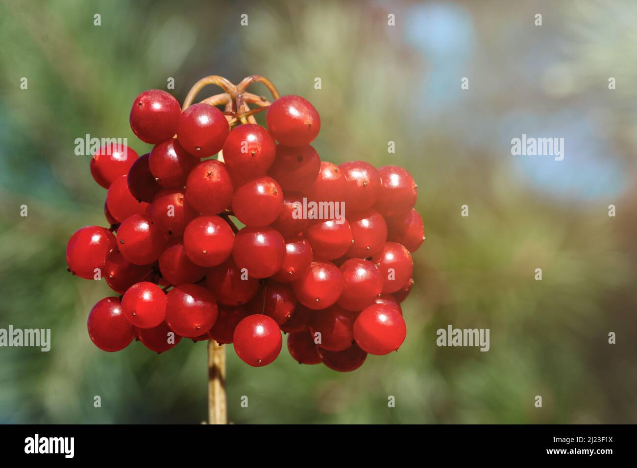 Nervous system tree hi-res stock photography and images - Alamy