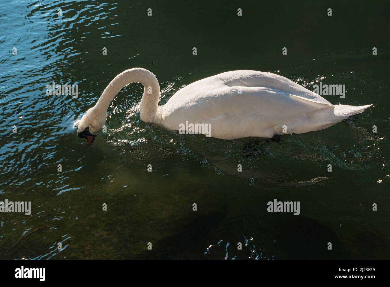 Swan in the river with its head under water Stock Photo - Alamy