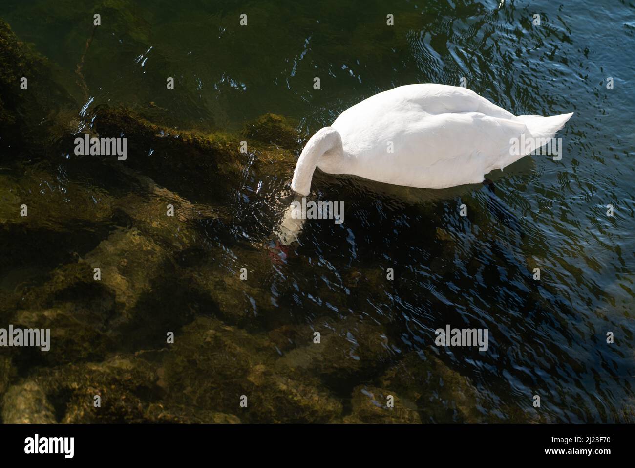 Swan in the river with its head under water Stock Photo - Alamy