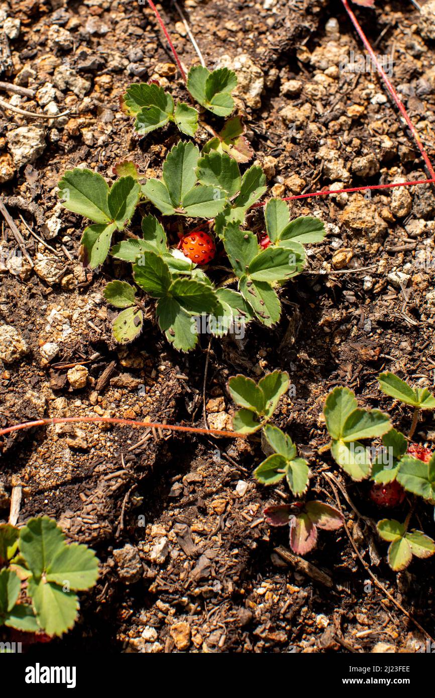 Tiny wild strawberry Stock Photo - Alamy