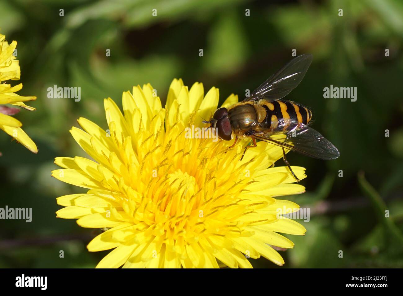 Close up male hoverfly, Syrphus torvus, family hoverflies (Syrphidae ...