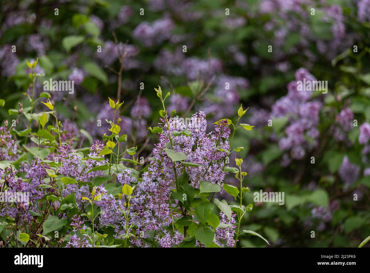 Common lilac, Syringa vulgaris. Spring blooming shrub with purple ...