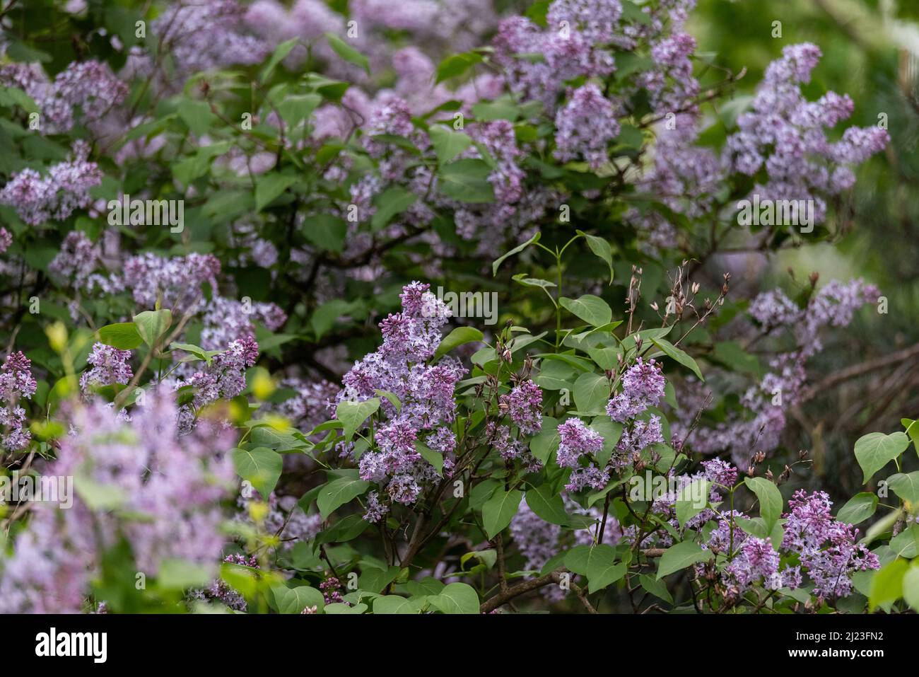 Common lilac, Syringa vulgaris. Spring blooming shrub with purple ...