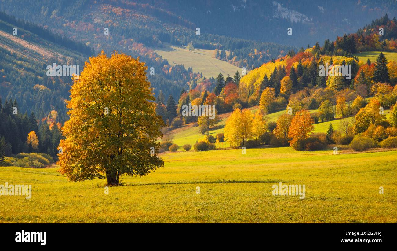 Autumn landscape with brightly colored trees and hills in the ...