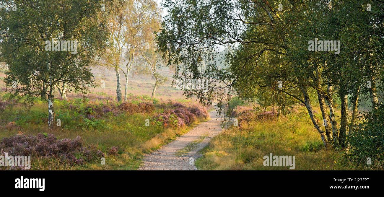 Footpath through Sherbrook valley in autumn Cannock Chase Area of ...