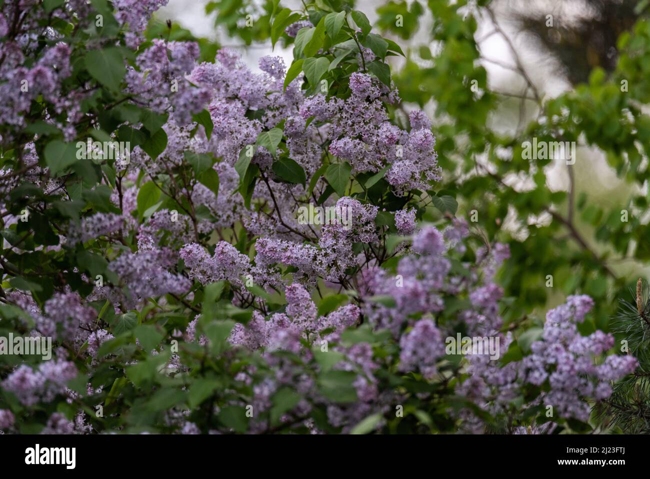 Common lilac, Syringa vulgaris. Spring blooming shrub with purple ...