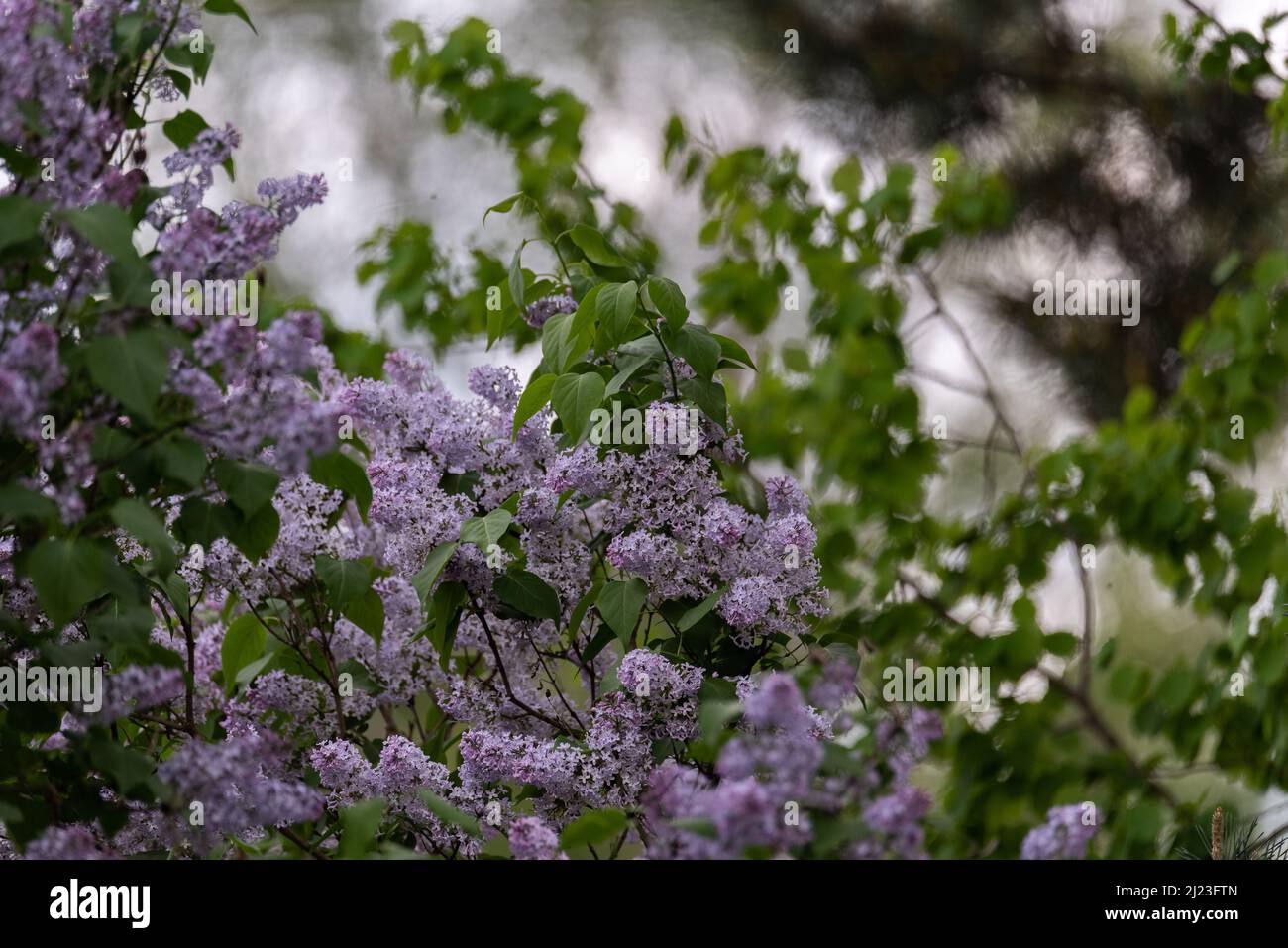 Common lilac, Syringa vulgaris. Spring blooming shrub with purple ...