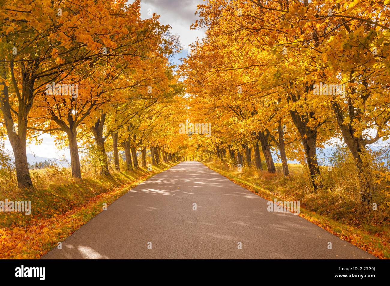 Road lined with brightly colored trees at autumn Stock Photo - Alamy