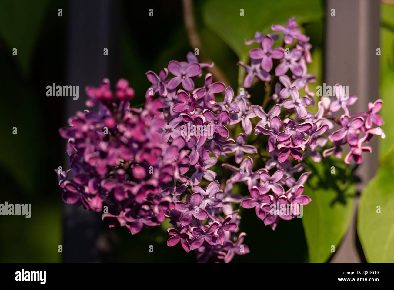 Common lilac, Syringa vulgaris. Spring blooming shrub with purple ...
