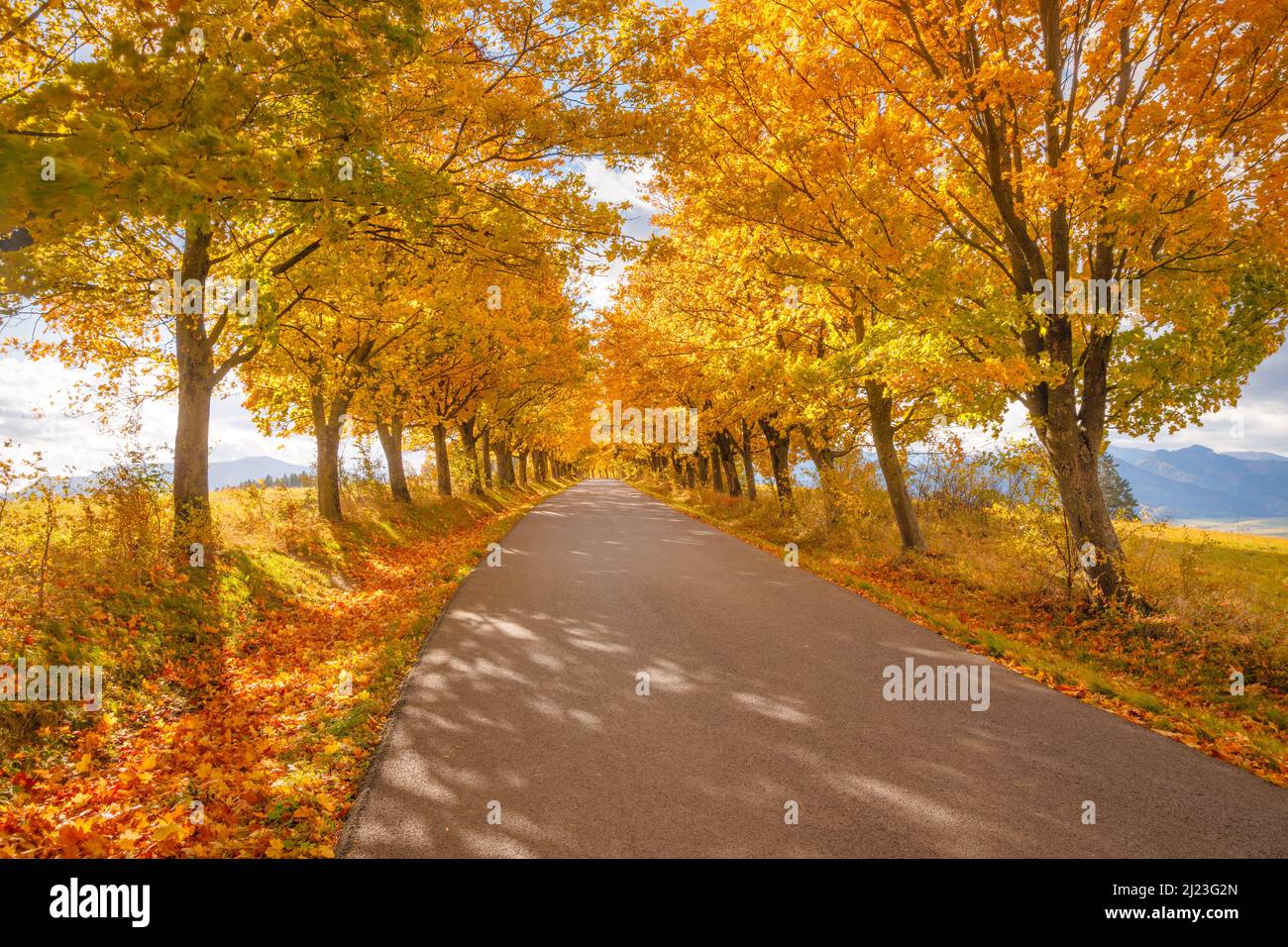 Path lined with trees with golden leaves hi-res stock photography and ...