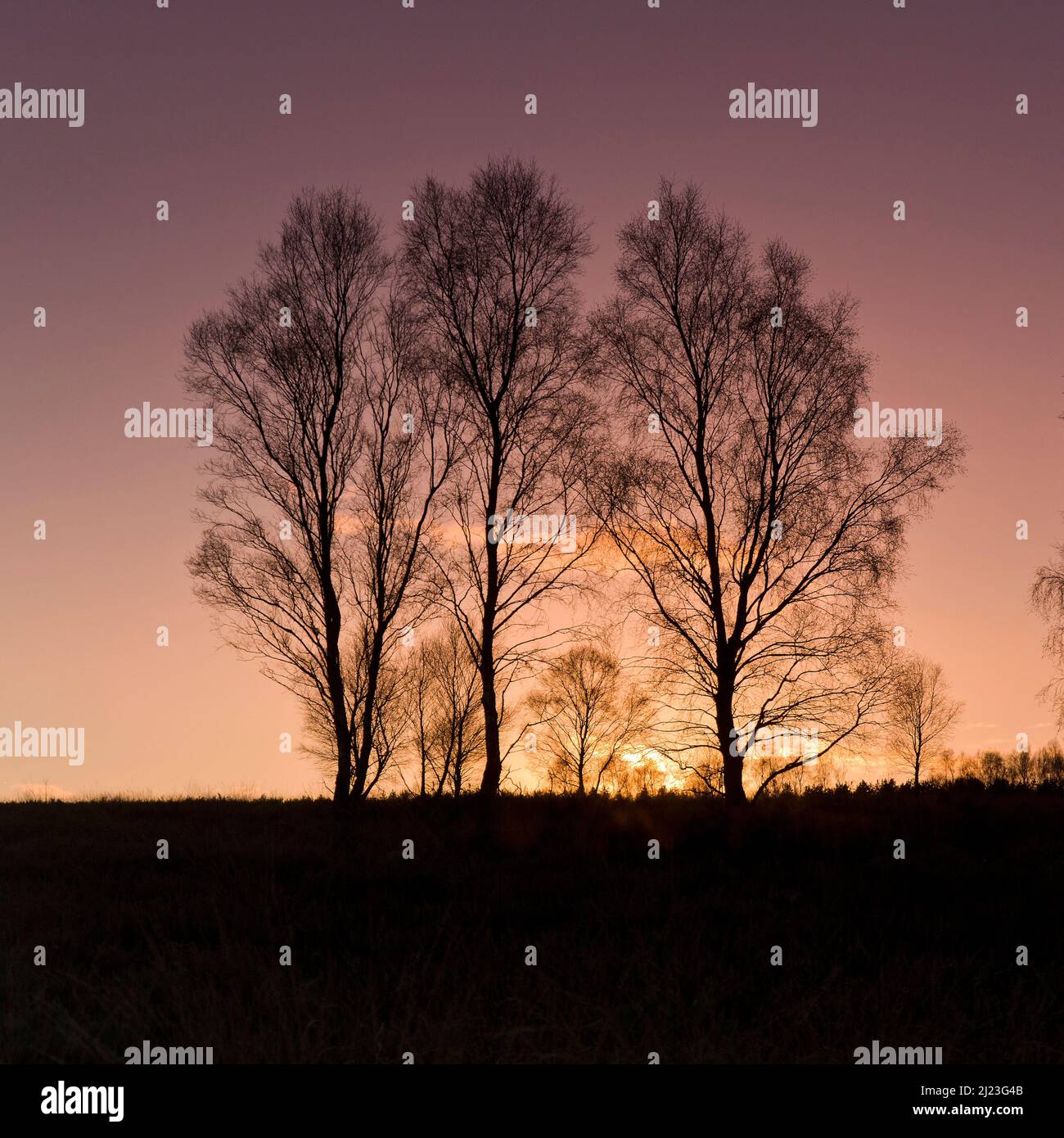 Sunset across the heathland of Cannock Chase Area AONB an Area of ...