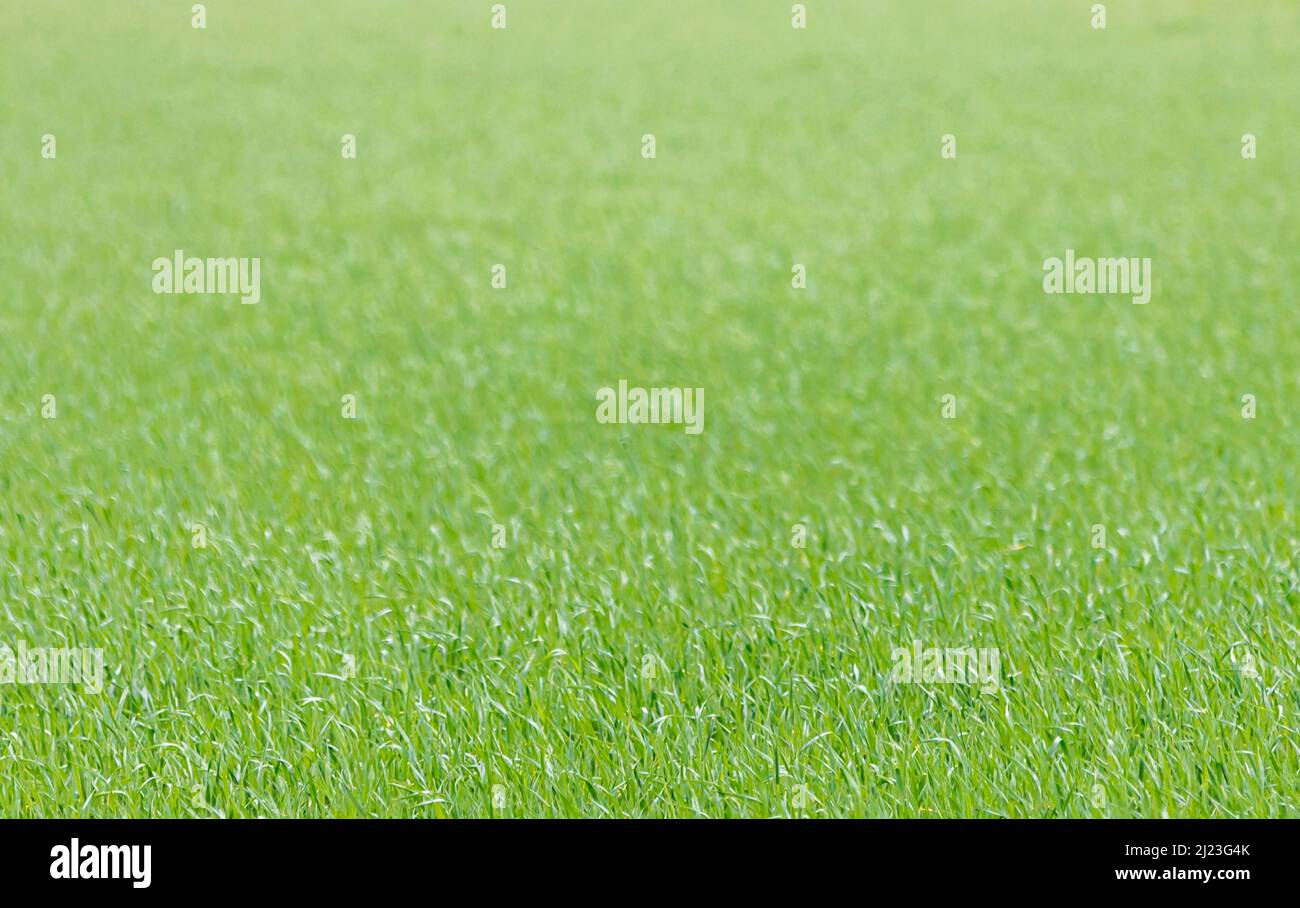 Long narrow green leaves hi-res stock photography and images - Alamy