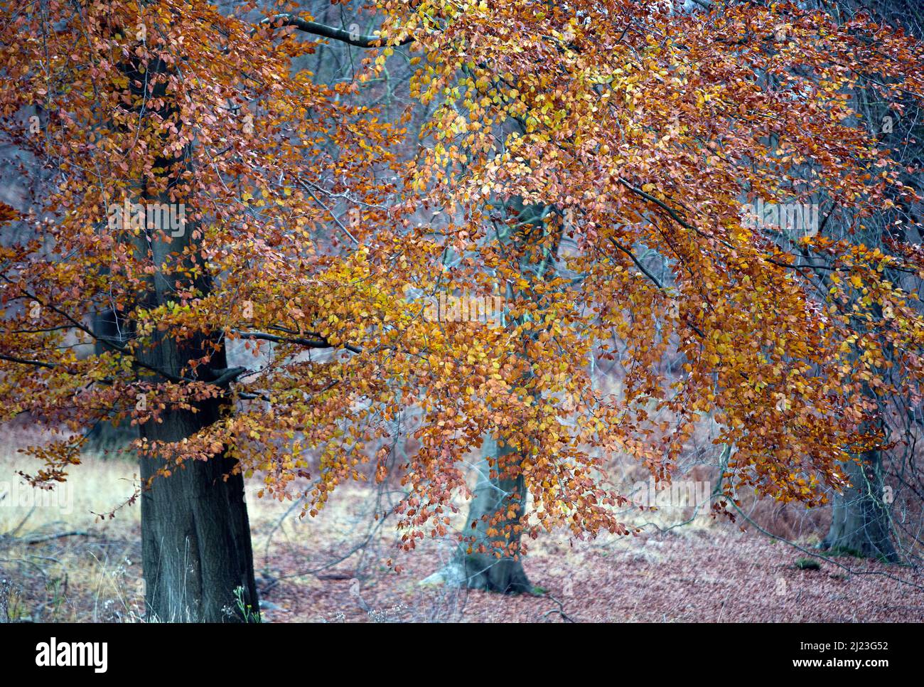 Mature Beech trees on Cannock Chase an Area of Outstanding Natural ...