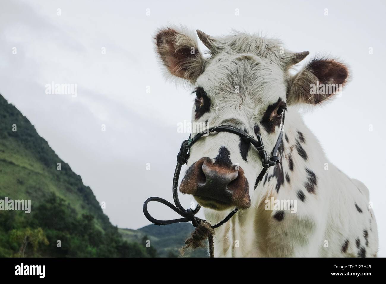 Spotted cow looking at camera Stock Photo - Alamy