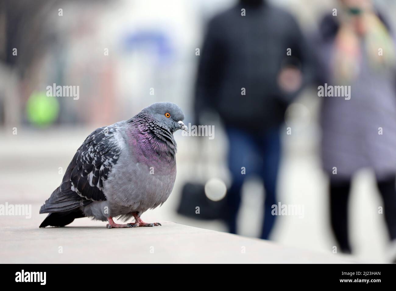Pigeon sitting on background of walking couple. City life, urbanization ...