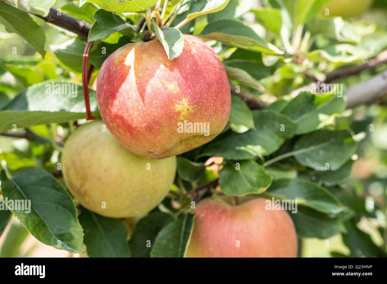 Honey crisp apple hi-res stock photography and images - Alamy
