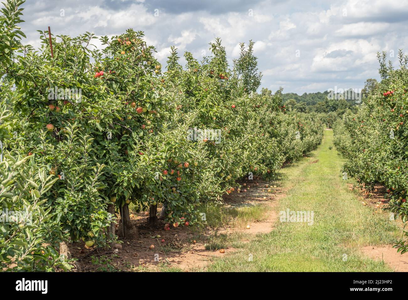 Rows of apple trees at orchard in rural Berks County, Pennsylvania ...
