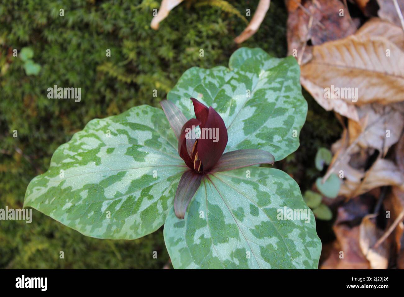 Budding flower hi-res stock photography and images - Alamy