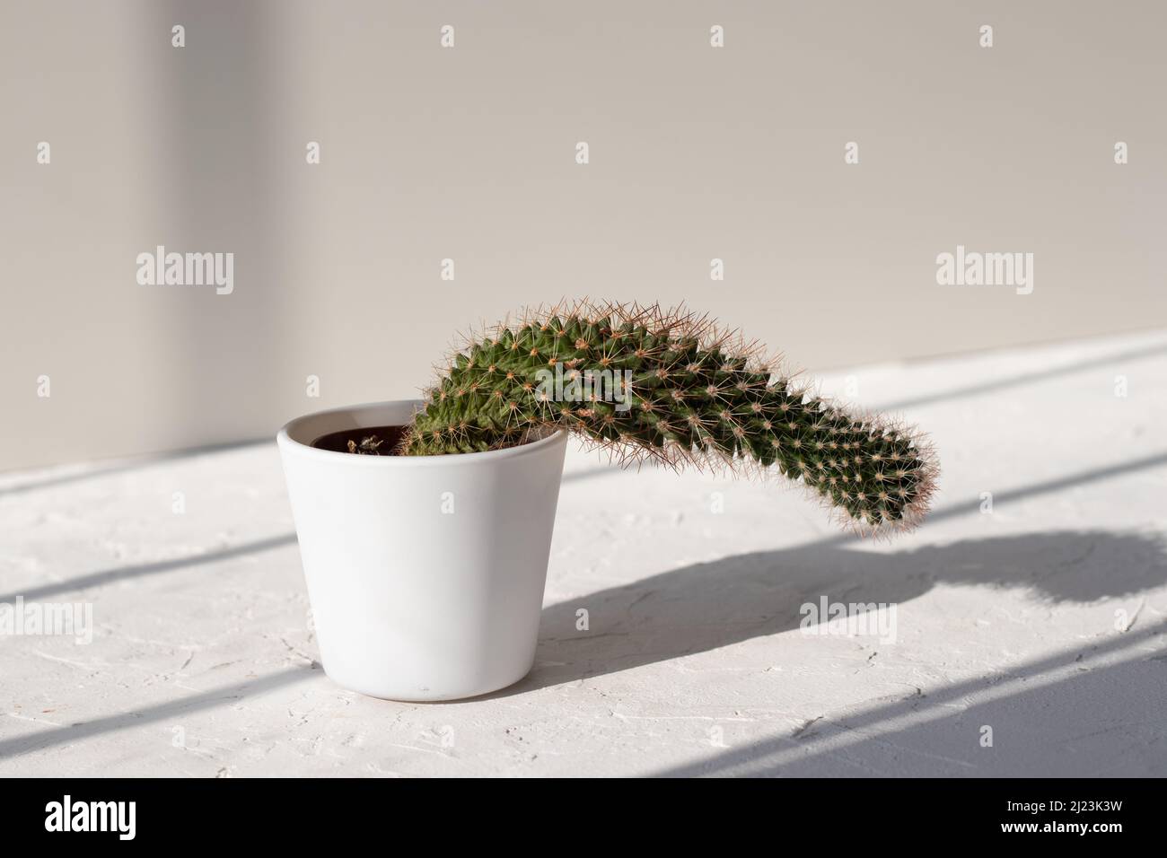 A cactus lying on the edge of a pot in the sunlight Stock Photo - Alamy
