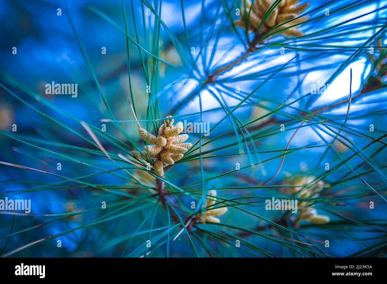 Pine branches with blue needles, close-up. Natural background of young ...
