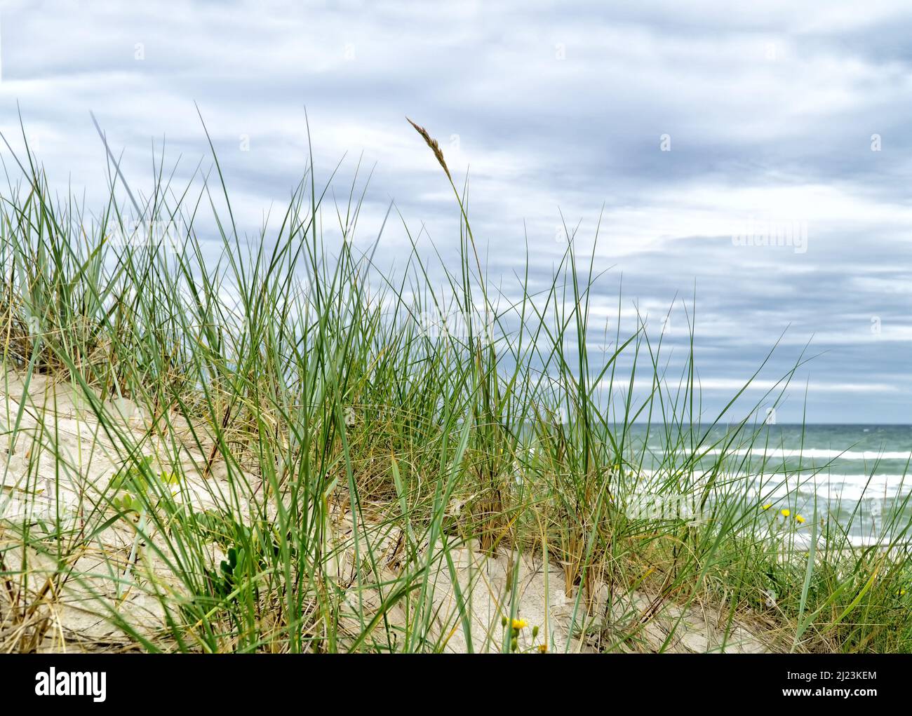 Dune beach on the Curonian Spit, Baltic Sea/Curonian Lagoon in ...