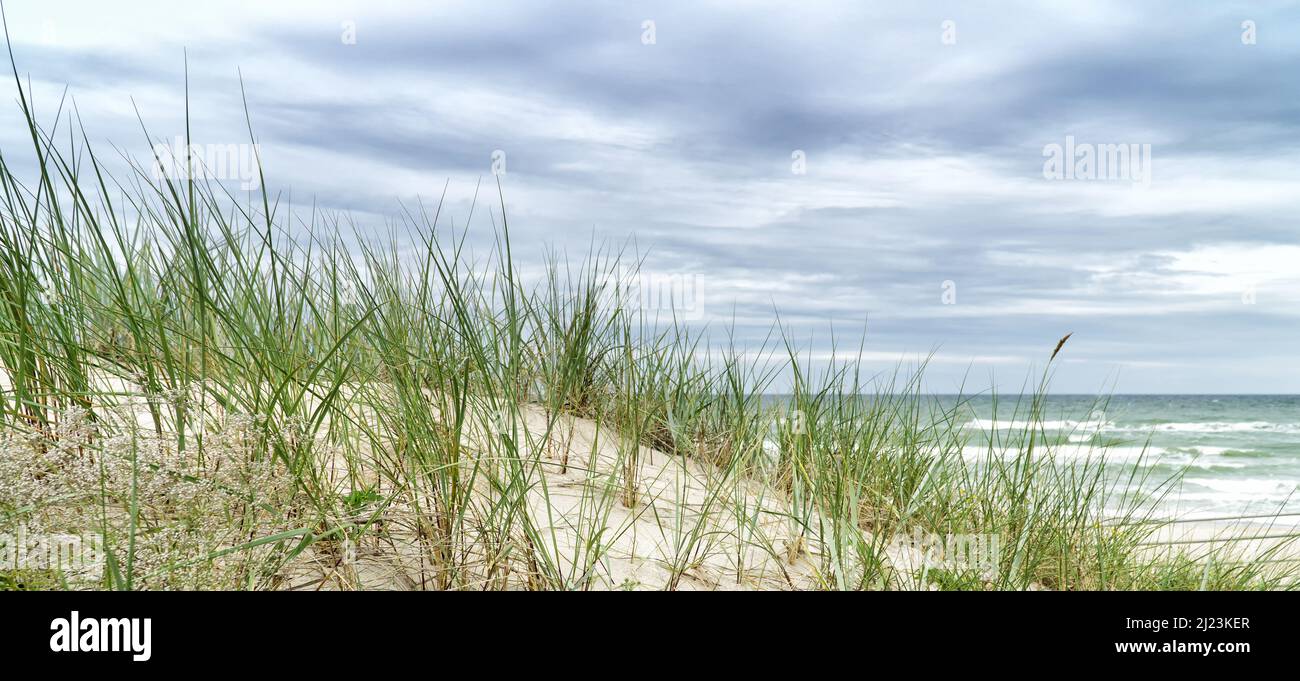 Dune beach on the Curonian Spit, Baltic Sea/Curonian Lagoon in ...