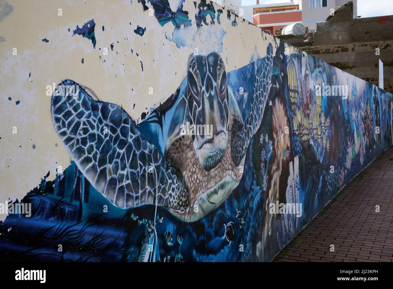 Graffiti turtle hi-res stock photography and images - Alamy