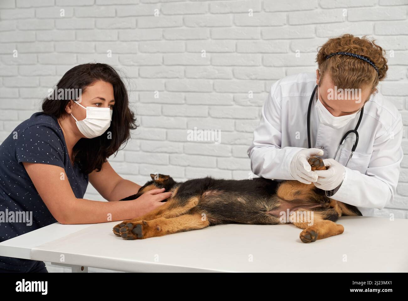 Front view of German Shepherd being examined by vet and nurse in vet ...