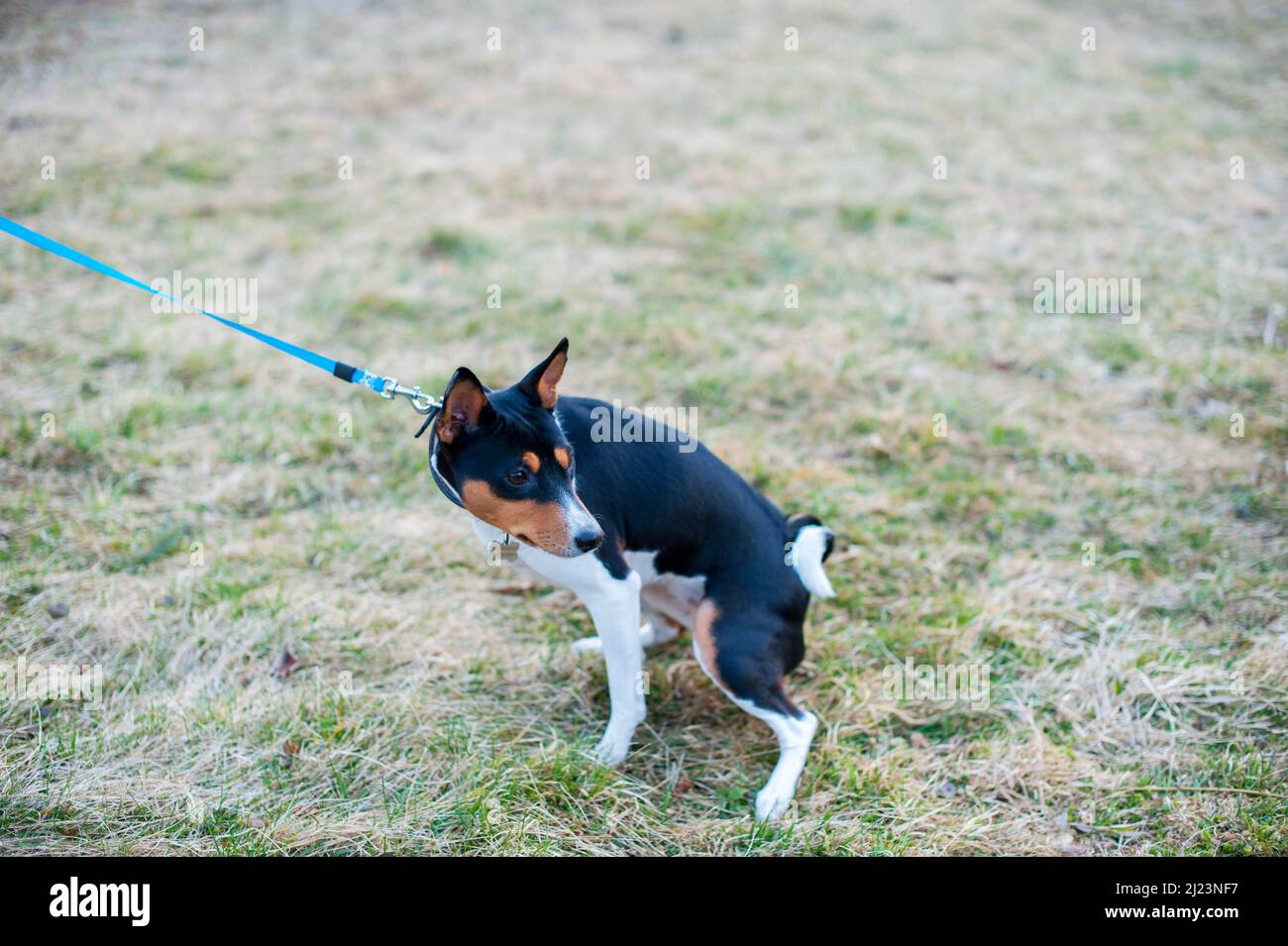 Fresh air for animals hi-res stock photography and images - Alamy
