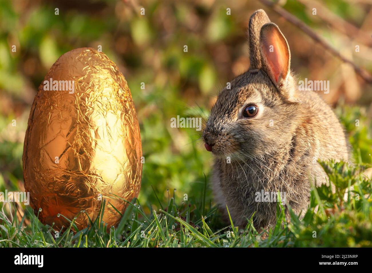 Wild easter bunny licking lips and looking at a gold foil covered ...