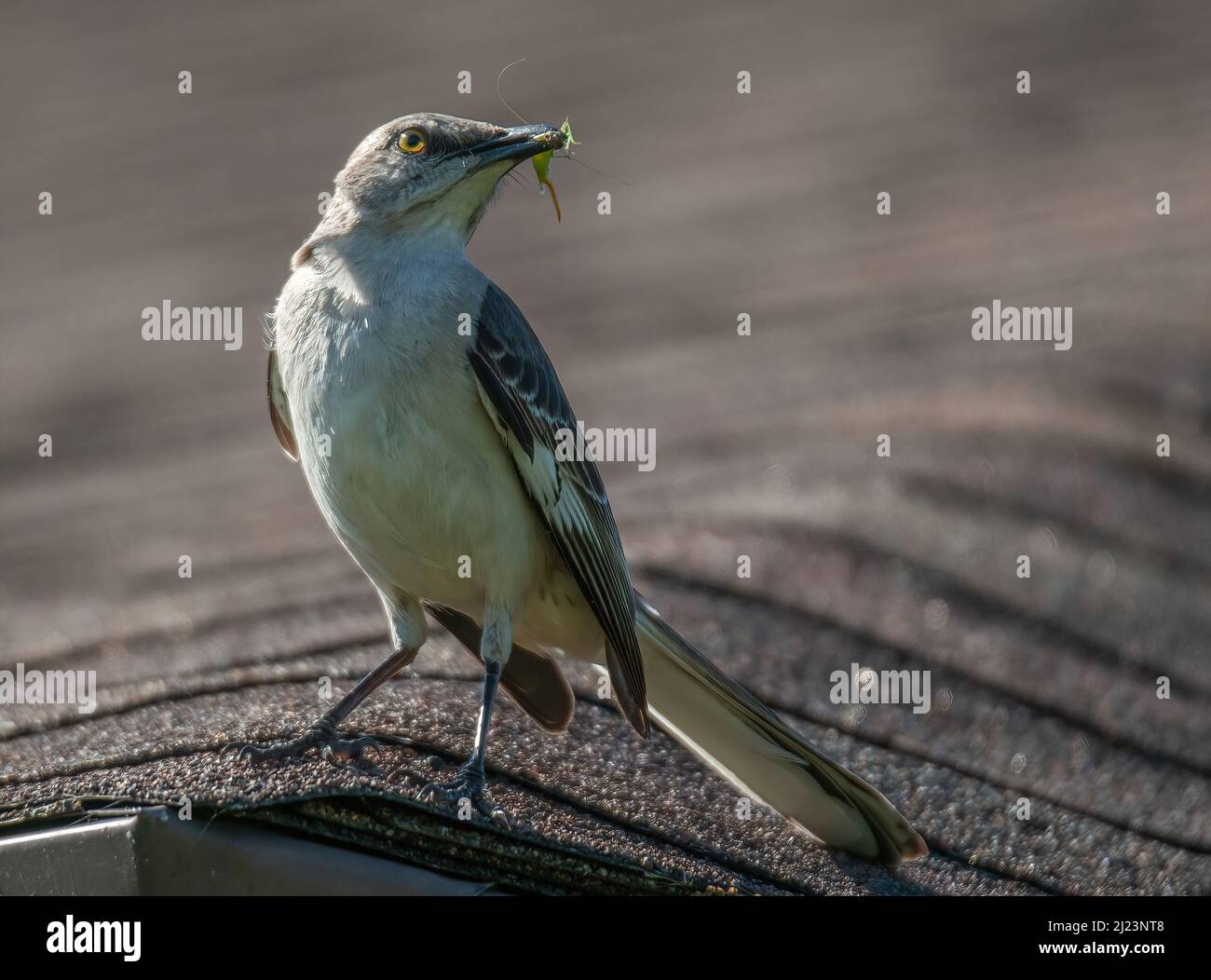 Mockongbird hi-res stock photography and images - Alamy