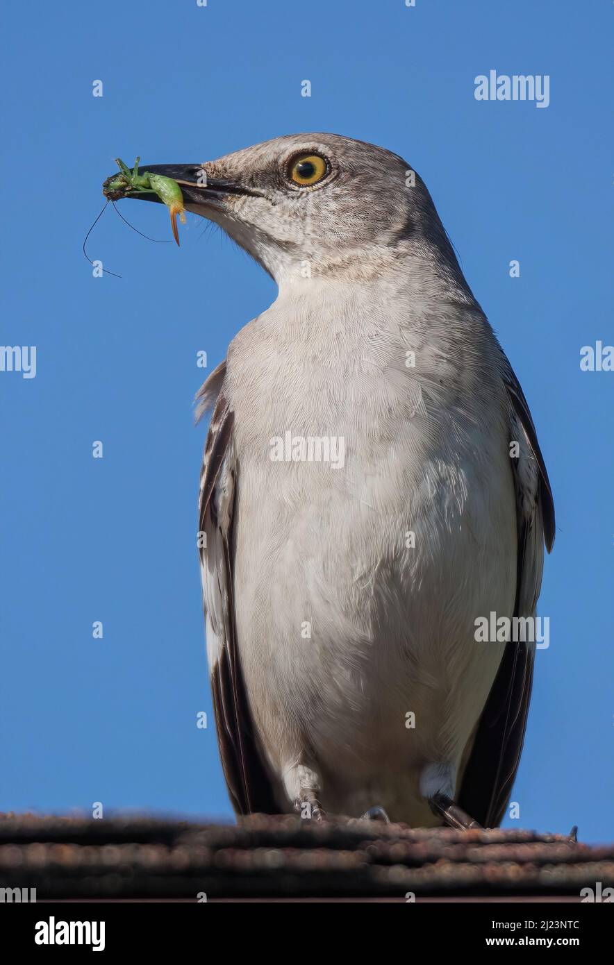 Mockongbird hi-res stock photography and images - Alamy
