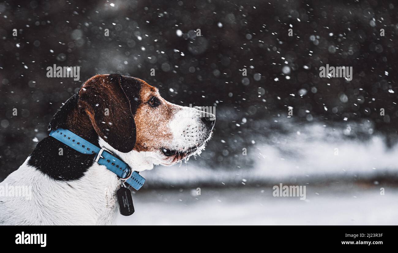 White foxhound hi-res stock photography and images - Alamy