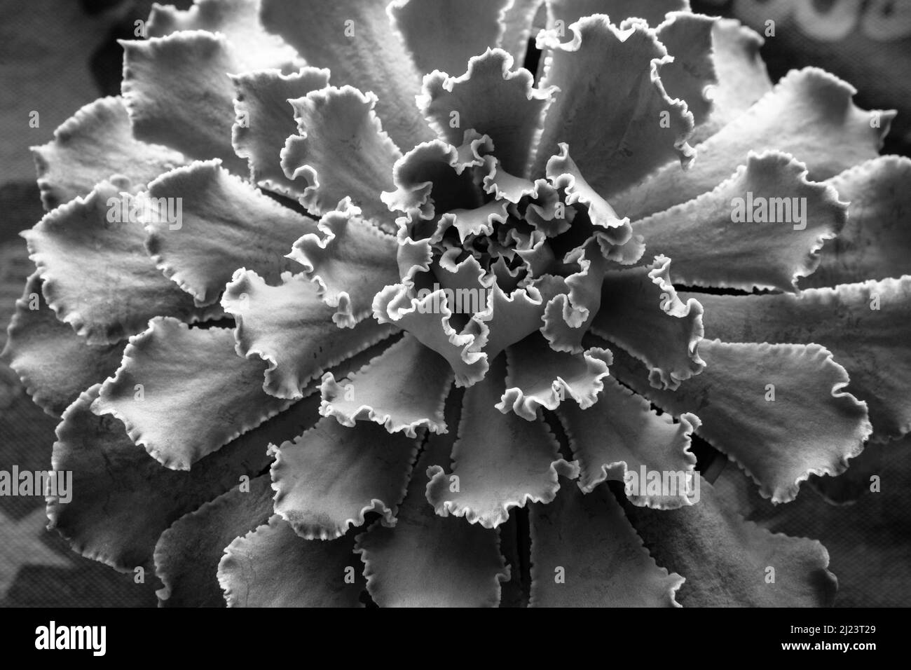 Top view succulent rosette with thin wavy leaves. A single echeveria ...