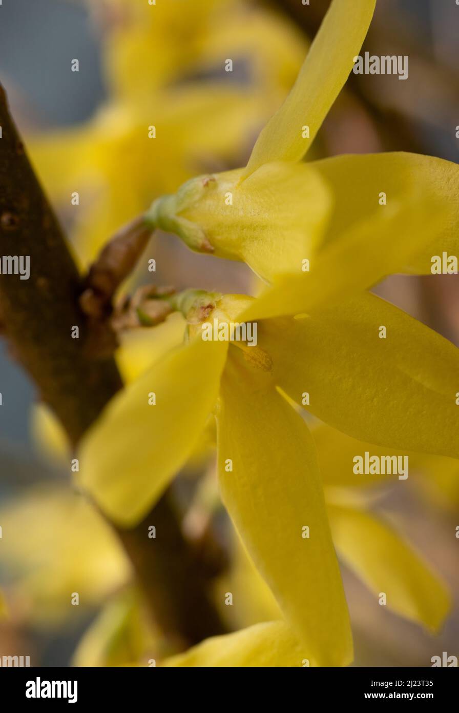 Family oleaceae hi-res stock photography and images - Alamy
