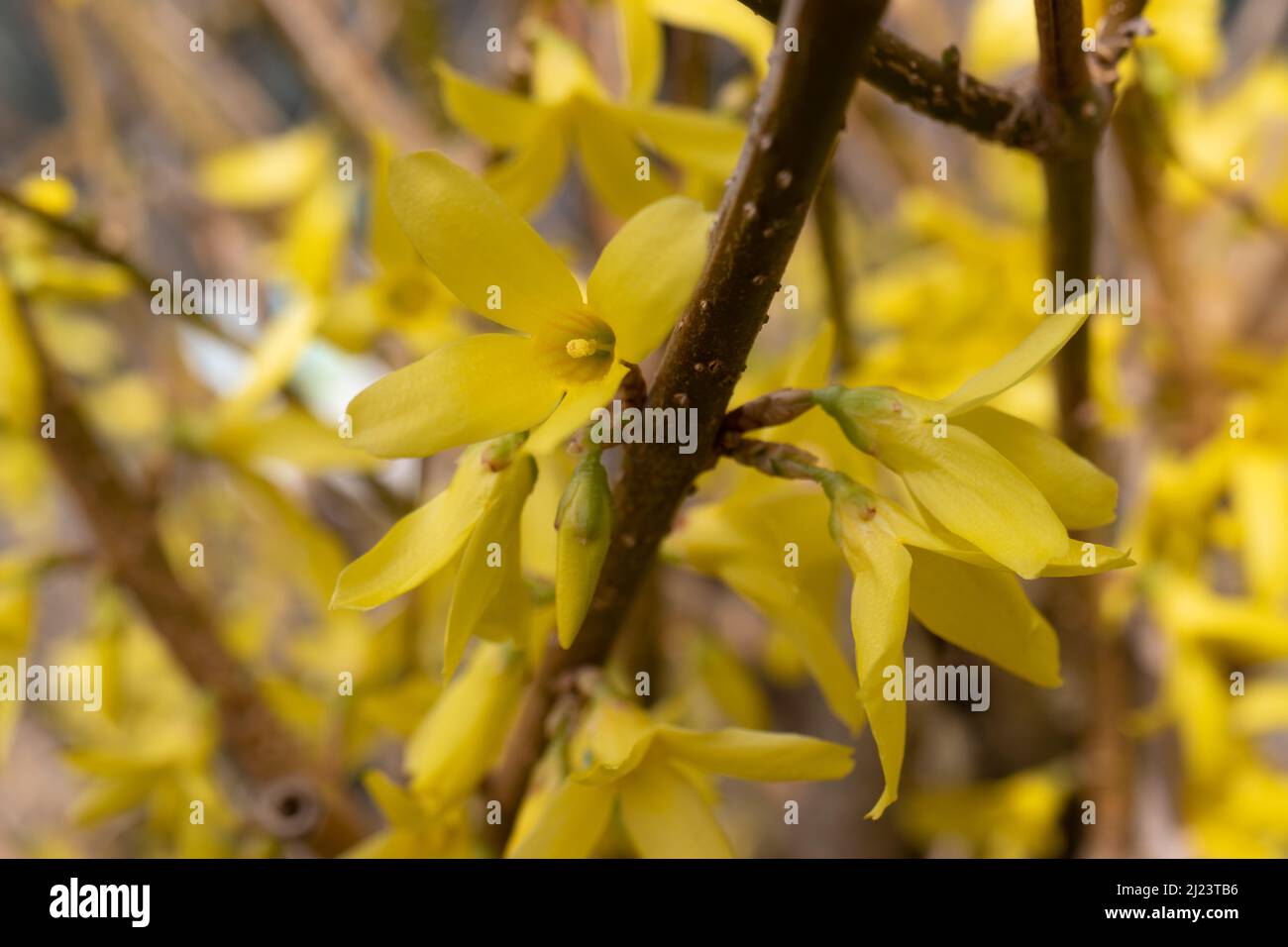 Family oleaceae hi-res stock photography and images - Alamy