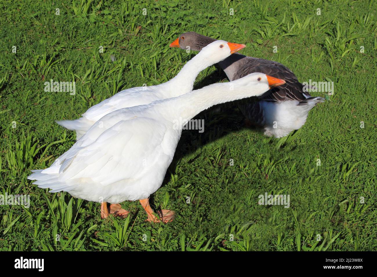 Gans australien hi-res stock photography and images - Alamy