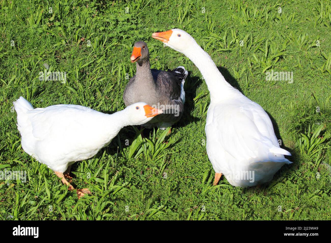 Hausgans hi-res stock photography and images - Alamy