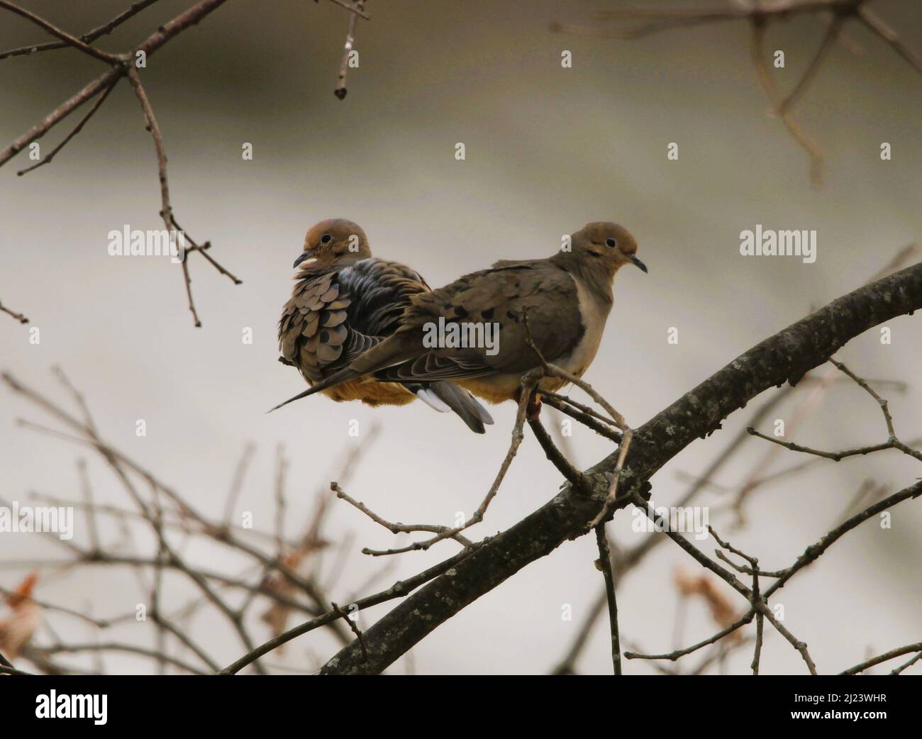 Beautiful doves hi-res stock photography and images - Alamy
